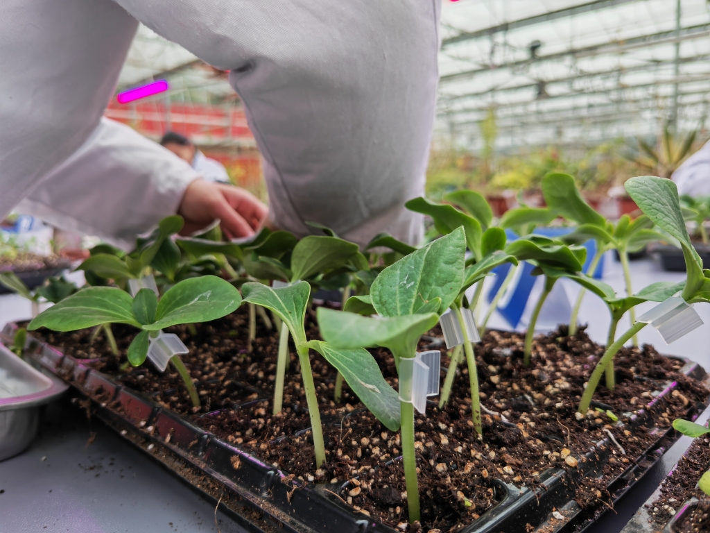 视频 谈蝴蝶与爱情的老师 在蔬菜嫁接比赛现场再吐金句 新重庆客户端